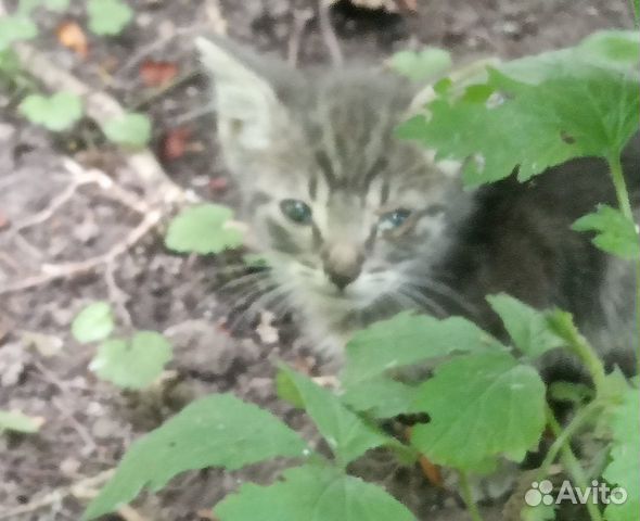Одинокий котёнок
