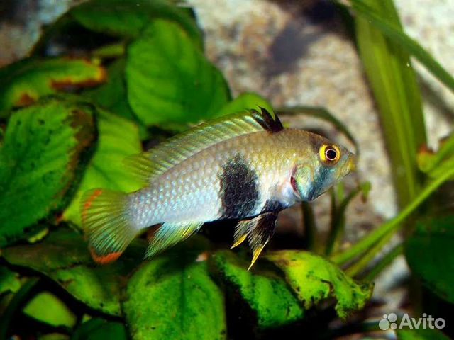 Апистограмма пандуро