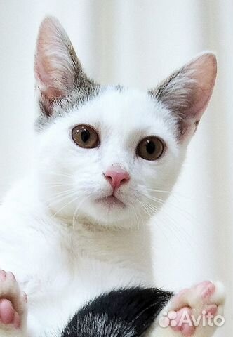 Белый ласковый котик, Ростов, Западный