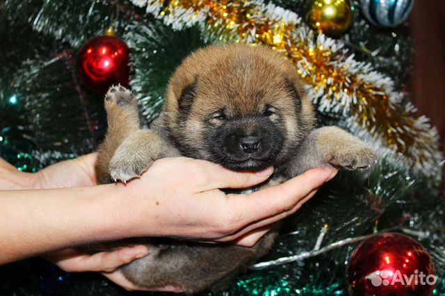 Сиба Шиба ину