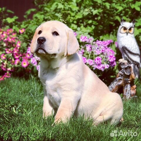 Щенки лабрадора