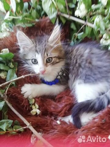 Котята в синих бусиках)