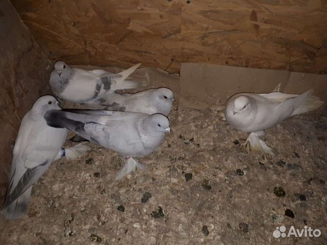 Голубь бакинцы, касаны, сизари- узбеки