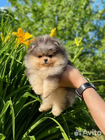 Померанский шпиц. Девочка эксклюзив