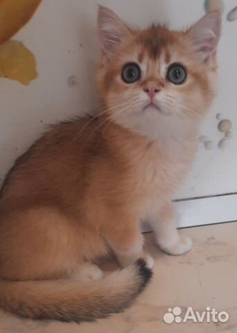 Золотой котик