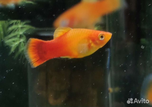 Пецилия солнечная самец 2 шт