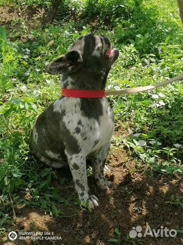 Французский джентельмен