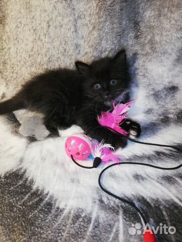 Сибирский котенок девочка