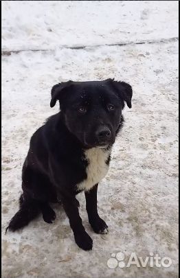 Собака в добрые руки