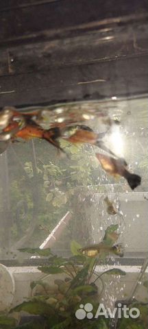 Аквариумные рыбки