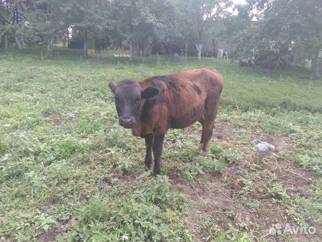 Бычки, телка