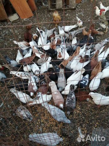 Продажа голубей