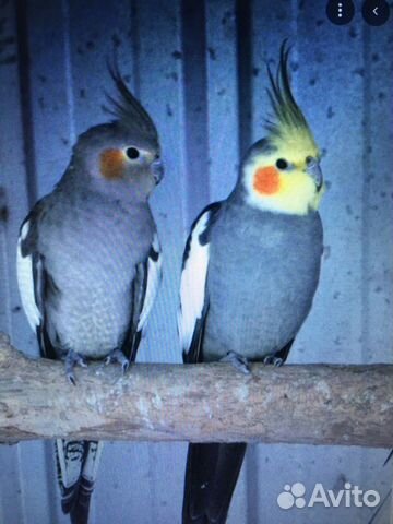 Попугай серый пара готова к размножению
