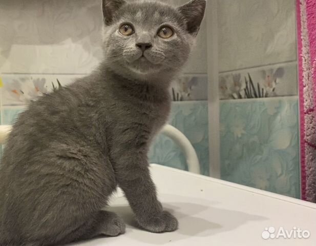 Британский котёнок голубого окраса