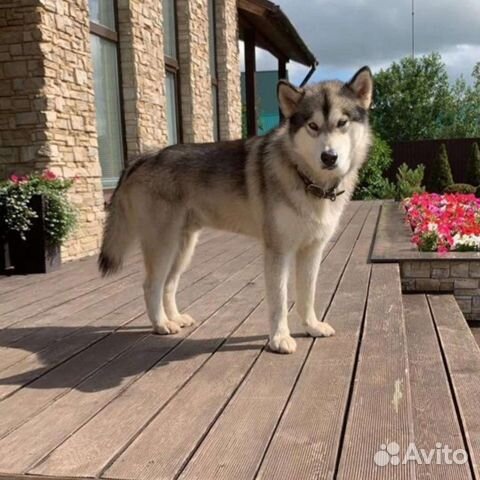 Спасите маламута от усыпления хозяевами