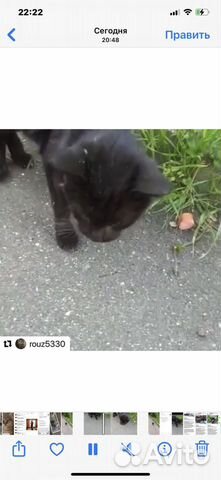 Избитая кошка (или кот)