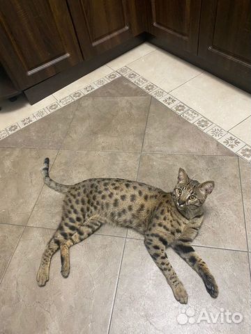 Кот Саванна Ф2 самец 1,5 года