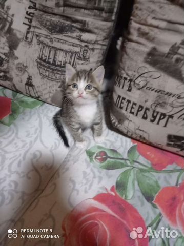 Котятки в добрые руки