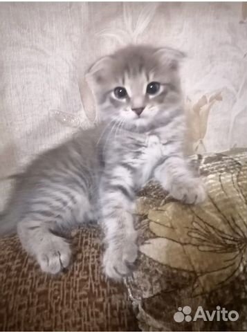 Котенок. Вислоухий, полукровка