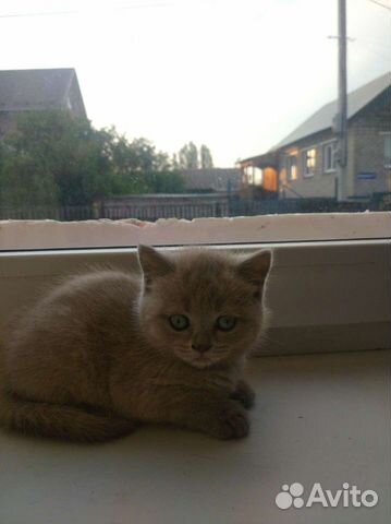 Британская