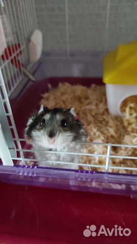 Джунгарский хомяк с клеткой