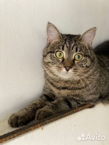 Котики бесплатно