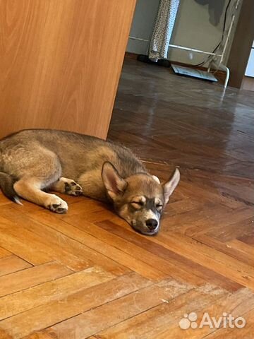 Метис хаски