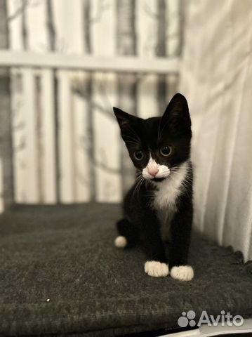 Котёнок Пузырёк в добрые руки