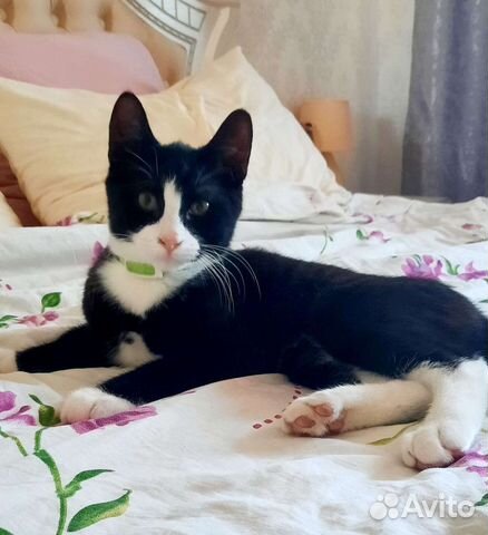 Котенок в добрые руки Доброе дело