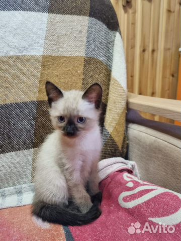 Невские маскарадные котята