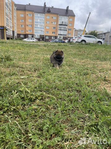 Шпицулька мальчик цена приятная