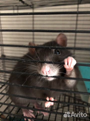 Крыса с клеткой