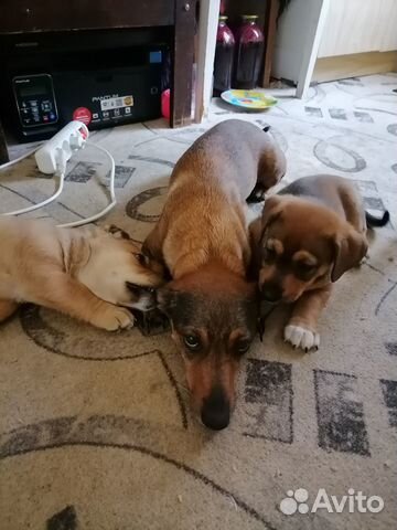 Щенки в добрые руки