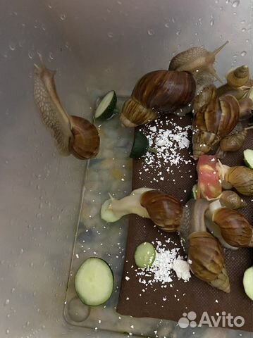 Улитки ахатины