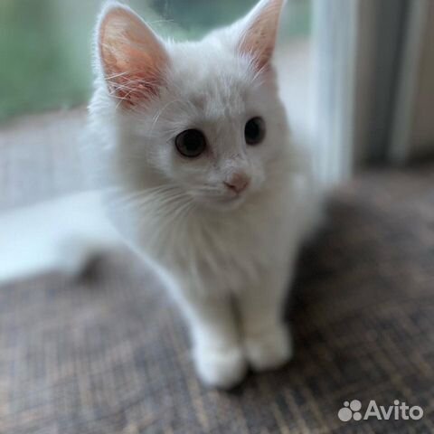 Котенок девочка 3 мес