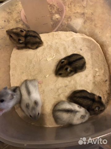 Джунгарский хомяк