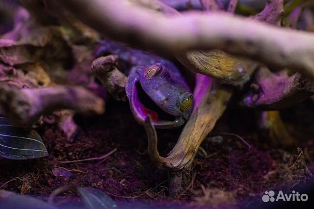 Геккон Токи (Gekko gecko) н.о