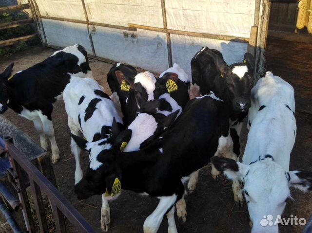 Телята мясной породы бычки