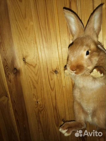 Кролики новозеландские красные