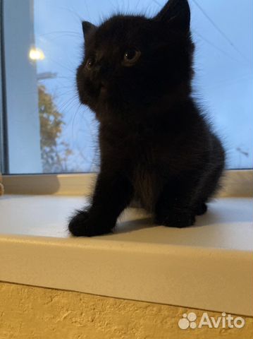 Кот, мама шотланка папа британец