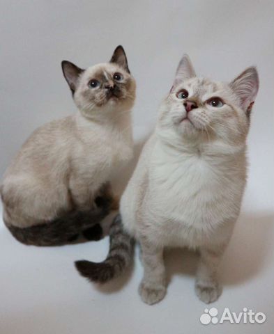 Таечка и Тайчик., 4 месяца