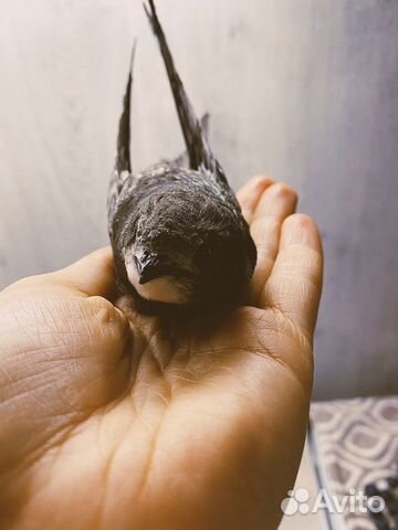 Отдам стрижа