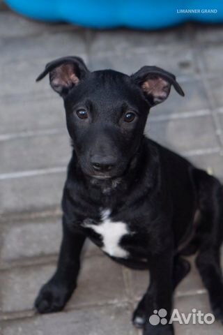 Ксоло в шерсти