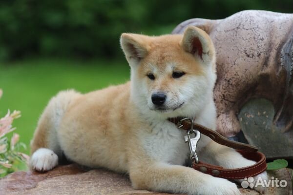 Щенки акита ину
