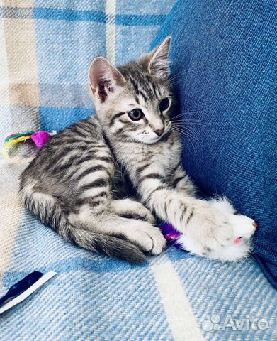 Полосатик Митяй ищет мампап