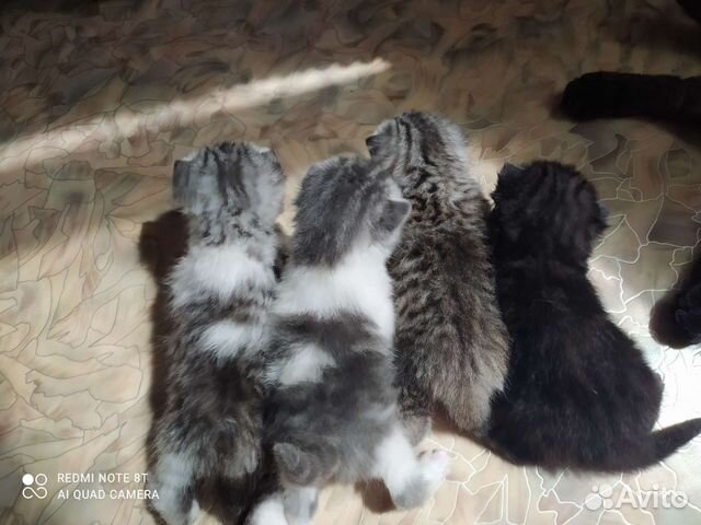 Шотландские котята