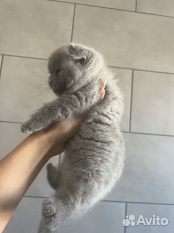 Шотландские плюшки