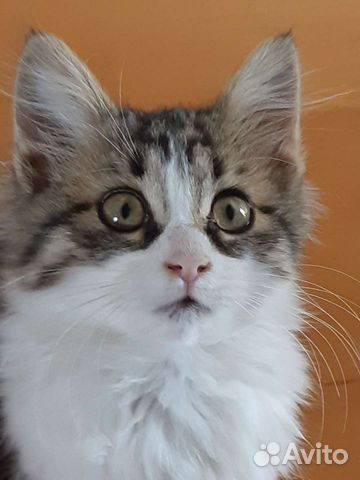 Котенок в добрые руки