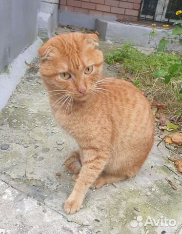 Вислоухий котенок ищет добрых людей