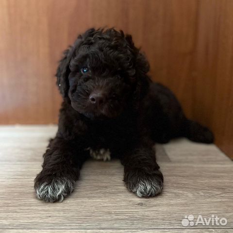 Кудряшки очаровашки